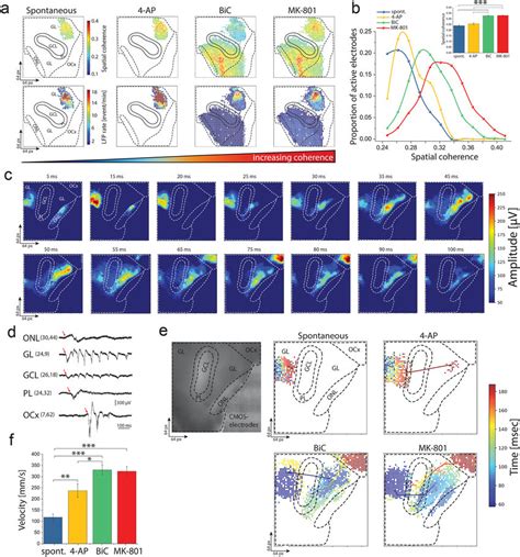 Topographical Analysis Of Spatiotemporal Dynamics Of Coding