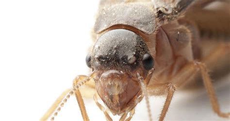 6 Tips To Prevent A Subterranean Termite Infestation Bills Home