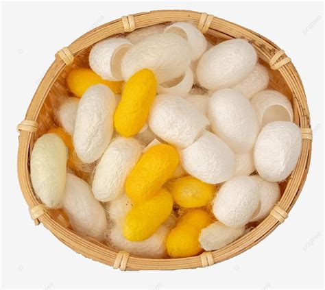 누에고치 나비 일러스트 누에고치 투사 고치 나비 번데기 Png 일러스트 및 이미지 에 대한 무료 다운로드 Pngtree