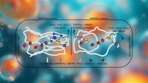 Researchers Unveil Novel Mechanism Of Nuclear Matrix Regulation In Pluripotency States SUSTech