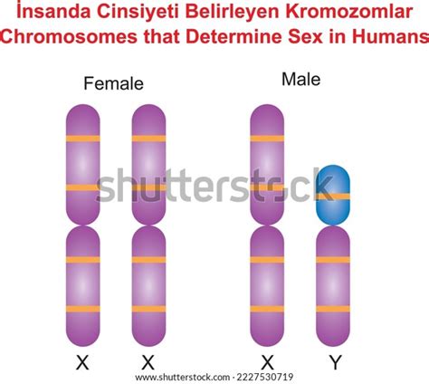 Chromosomes That Determine Sex Humans Stock Vector Royalty Free 2227530719 Shutterstock