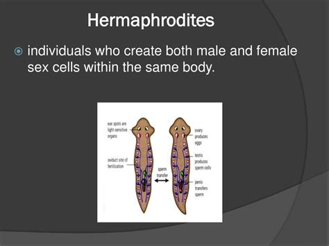 PPT Understanding Human Reproduction A Comprehensive Guide PowerPoint Presentation ID
