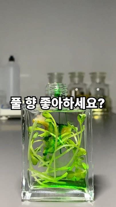 잔디 깎고 무화과 먹는 향 Youtube