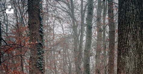 나무와 낙엽이 있는 숲 사진 Unsplash의 무료 나무 줄기 이미지
