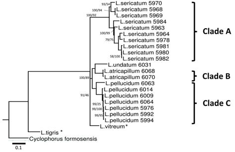 Bayesian Inference Tree Of Leptopoma Spp Based On Concatenated Dataset