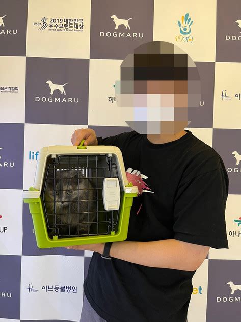 대구 2022 0196 스코티쉬폴드코리안숏헤어 레나 책임분양 푸숑특징 고양이특징 랙돌특징 러시안블루특징 먼치킨특징 브리티쉬숏헤어특징 노르웨이숲특징 데본렉스특징 뱅갈특징