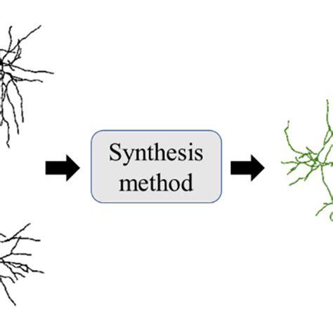 Figure Of Neuron Synthesis Download Scientific Diagram