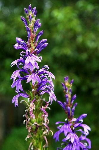 Многолетняя пурпурная лобелия - Lobelia x speciosa 'Grape Knee Hi ...