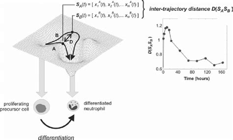 Cell Fates As Attractors The Structure Of The N Dimensional State