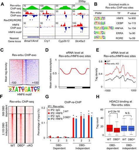 Discrete Functions Of Nuclear Receptor Rev Erbα Couple Metabolism To