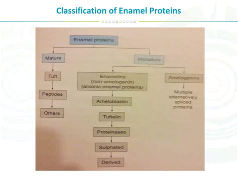 Enamel Proteins Ppt