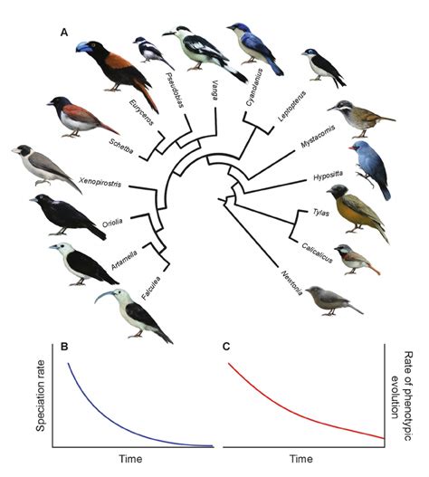 Adaptive Radiation Definition