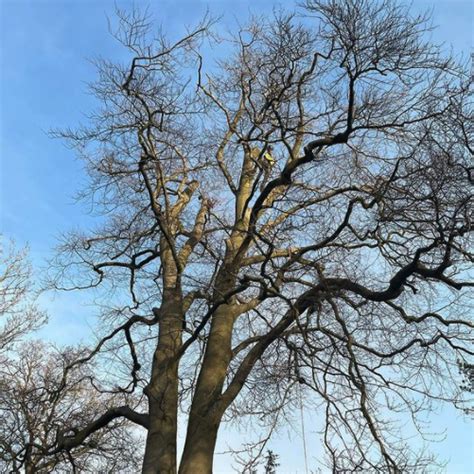 Reducing A Monster Tree In Bristol Bristol Tree Services
