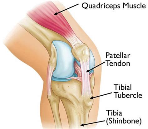 Tubercle Definition Listers Tubercle Tibial Tubercle Pain And Tibial