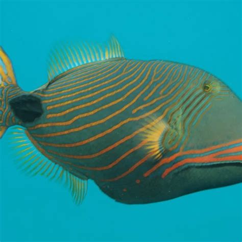 Orange Lined Triggerfish Facts Diet Habitat And Pictures On Animaliabio