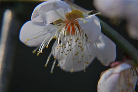 白梅朵朵 中关村在线摄影论坛