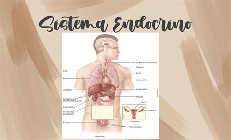 Exposicion Del Sistema Endocrino Sistema Endocrino Se Conoce Como