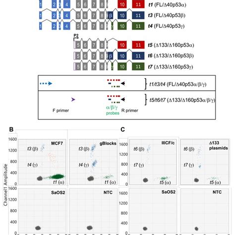 Multiplex Long Amplicon Digital Pcr Method Showing An Entirely New Download Scientific Diagram