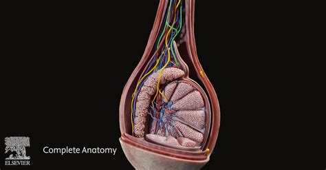 Spermatic Cords Complete Anatomy