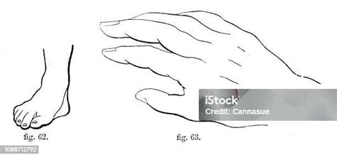 손 발 해부학을 그리는 방법을 보여 주는 빅토리아 흑백 간단한 선 그리기 로버트 스콧 굽기 1860에 의해 자기 원조 Cyclopedia 기록보관용에 대한 스톡 벡터 아트