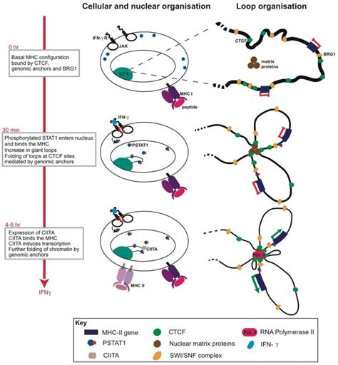Model Of Chromatin Organization During Ifn−γ Induced Mhc Class Ii Download Scientific Diagram