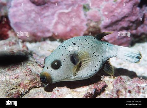 Blackspotted Pufferfish Arothron Nigropunctatus The Body Of This