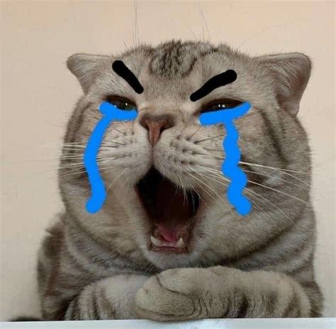 Meme Mèo Khóc ảnh Mèo Khóc Hài Hước