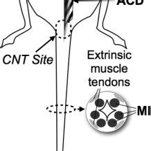 Anatomy Of The Rat Tail The Extrinsic Epaxial Muscles Include The