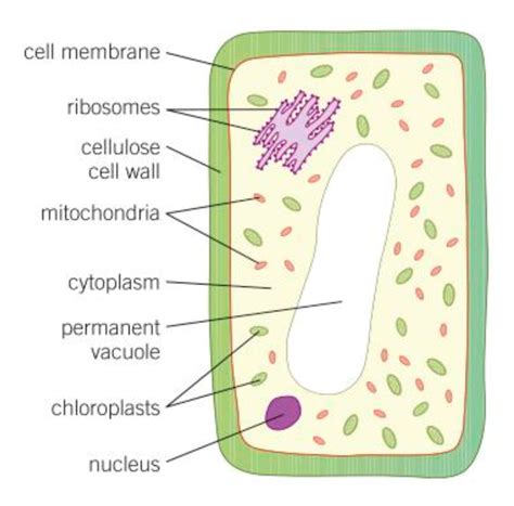 Diagram Of Plant Cells Quizlet