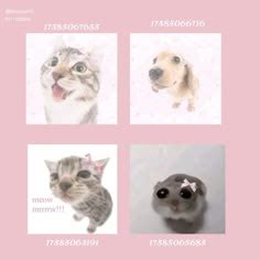 Roblox Image Id Codes Funny