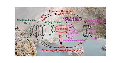 Genome Resolved Metagenomics And Metatranscriptomics Reveal That