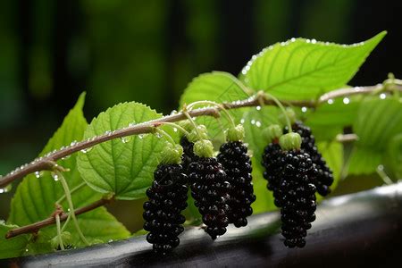 植物桑树图片 植物桑树素材 植物桑树高清图片 摄图网图片下载