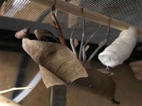 Dead Leaf Praying Mantis Species Usmantis