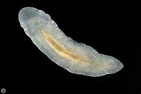 Marine Turbellarian Cifonauta Cebimar Usp