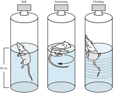 Forced Swimming Test Springer Nature Link