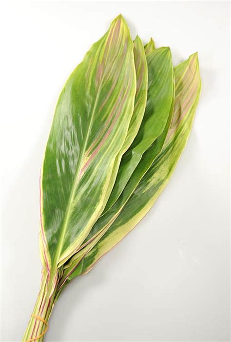 Ti Leaves Rainbow Ferntrust