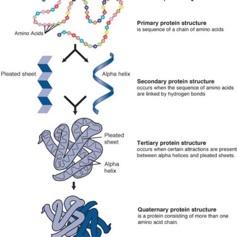The Four Classes Of Protein Structure Download