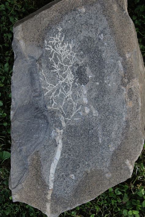 Are These Fossilized Roots Rfossilid