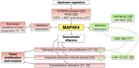 Schematic Flow Chart Showing The Possible Pathways By Which MAP K Can Download Scientific