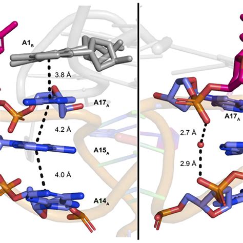Left The Four Nucleotide Loop Forming Stacking With Adenosine Bases