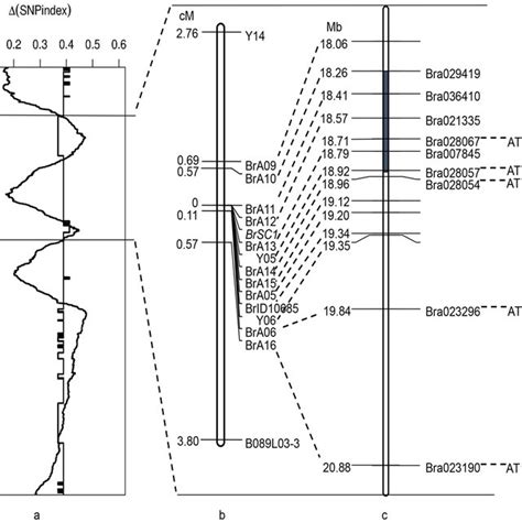Snp Index And Δsnp Index Manhattan Plots A Snp Index Manhattan Plot