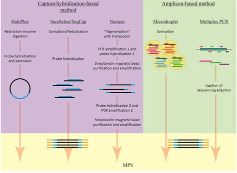 Types Of Massive Parallel Sequencing At Terry Stephen Blog