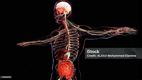 과민성 대장 증후군 위염 소화성 궤양 췌장염 위장의 고통스러운 경련 심한 복통으로 고통받는 배꼽 인간의 소화 시스템 해부학 3d 렌더링 건강관리와 의술에 대한 스톡 사진 및