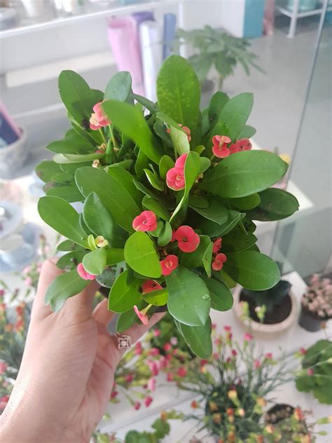 Удвал Гарден Хосын цэцэг буюу сүүт өвс ☺☺☺ Хүмүүс хосын Facebook