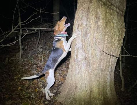 Are Treeing Walker Coonhound Aggressive