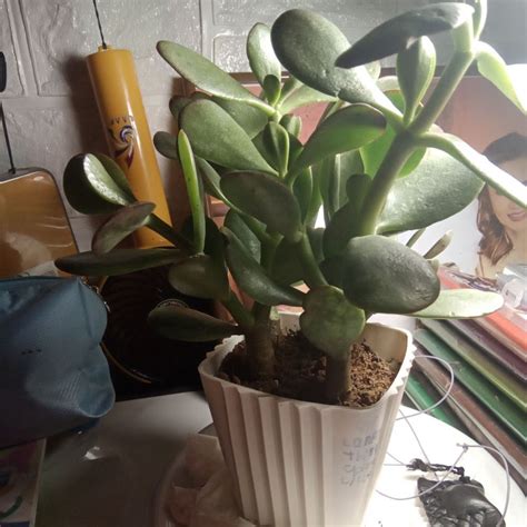 Why Are There Brown Spots On My Crassula Deceptor Leaves