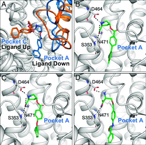 Pharmacological Relevance Of Multiple Ligand Binding Modes A Download Scientific Diagram
