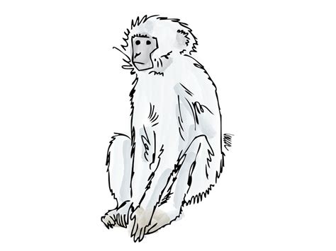 Liam The Monkey By Becca Godfrey On Dribbble