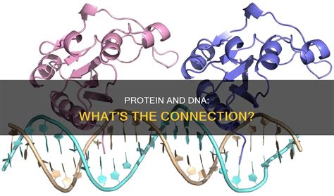 Protein And Dna Whats The Connection Medshun