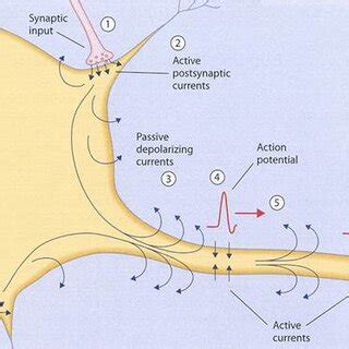 3 A Structure Of Neuron With Axon Dendrites And Synapses B